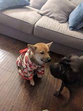 Pet Kimono | asghedom.com