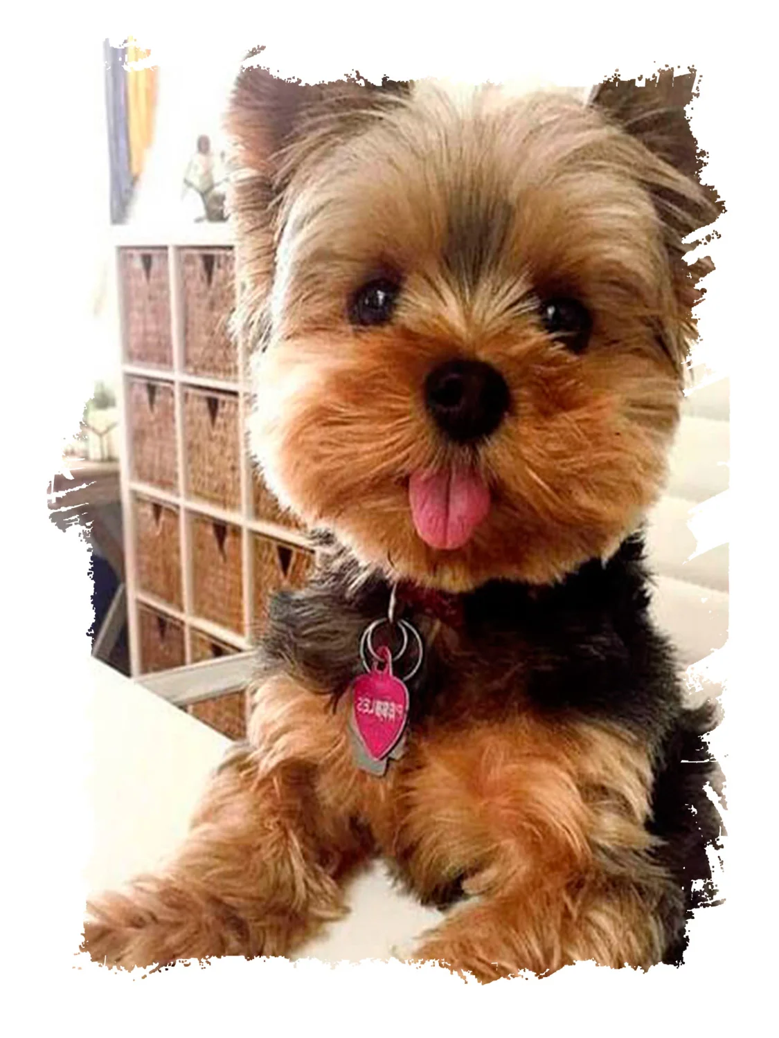 Baby Boy Teacup Yorkies