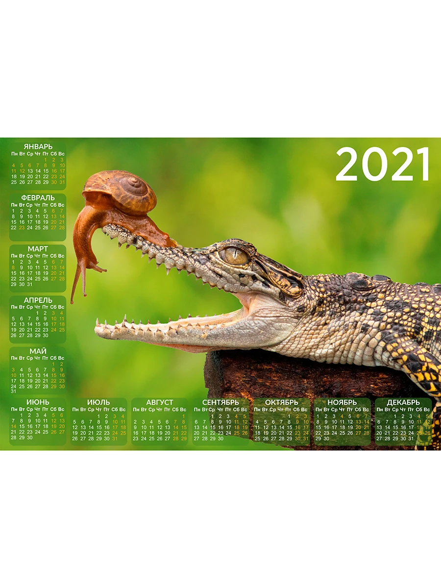Calendar-woozzee-crocodile-with-snail.jpg