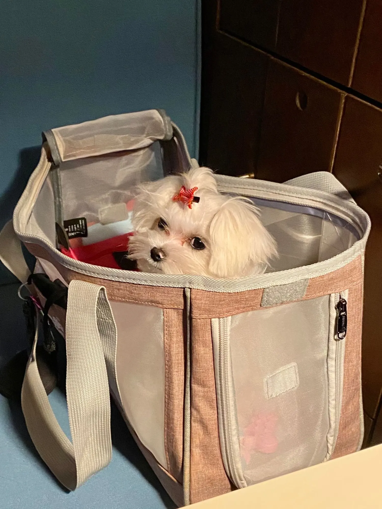 DogMEGA Dog Tote Bag | Small Dog Tote Bag | Dog Travel Tote - DogMega.Com