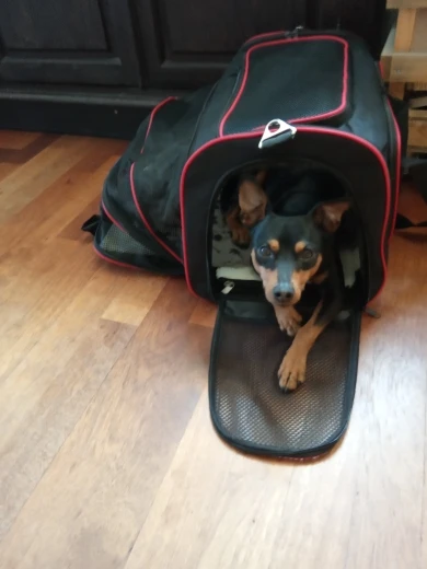 Travel Expandable Dog Carrier - DogMega.Com