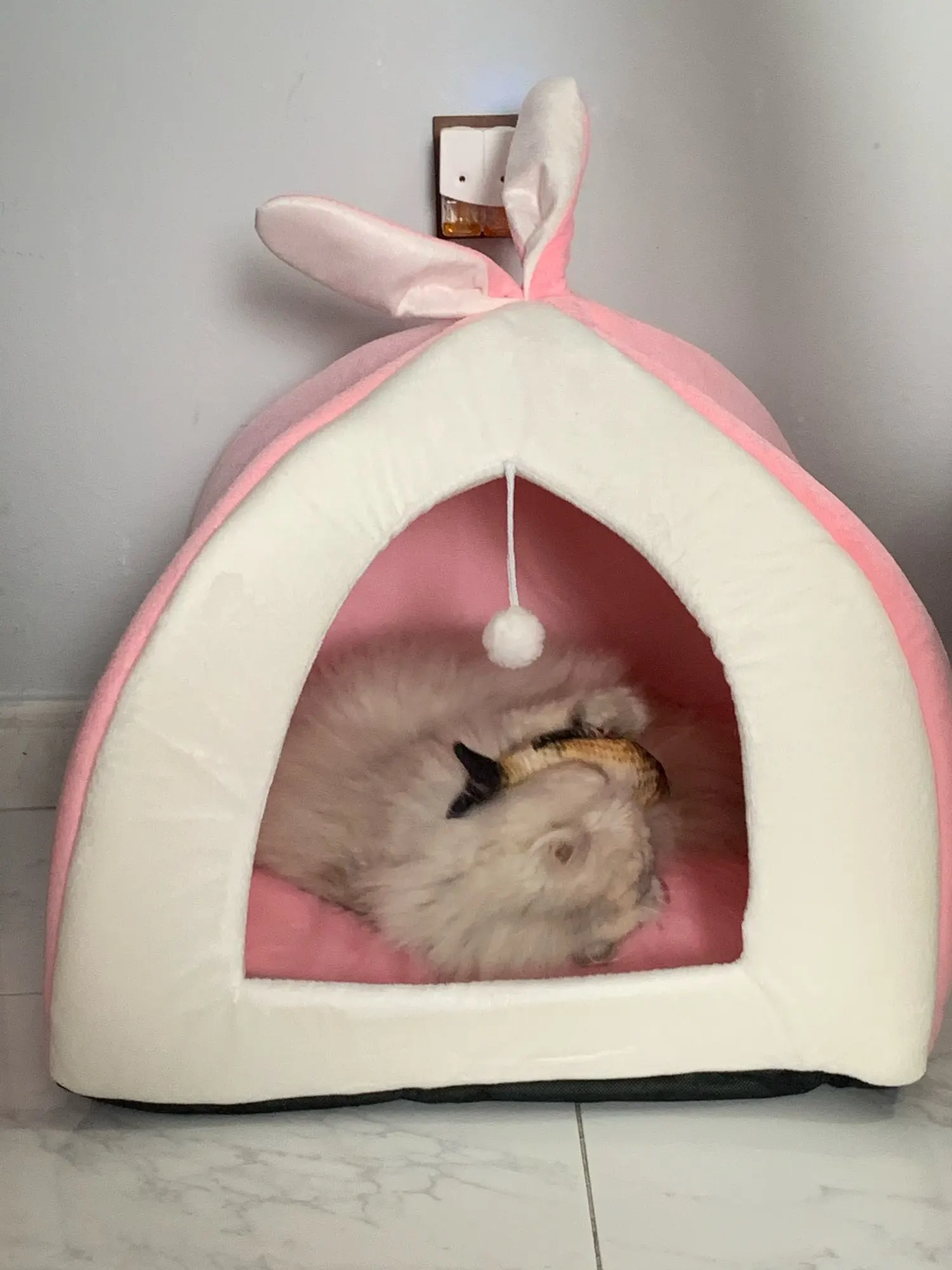 Kattkoja