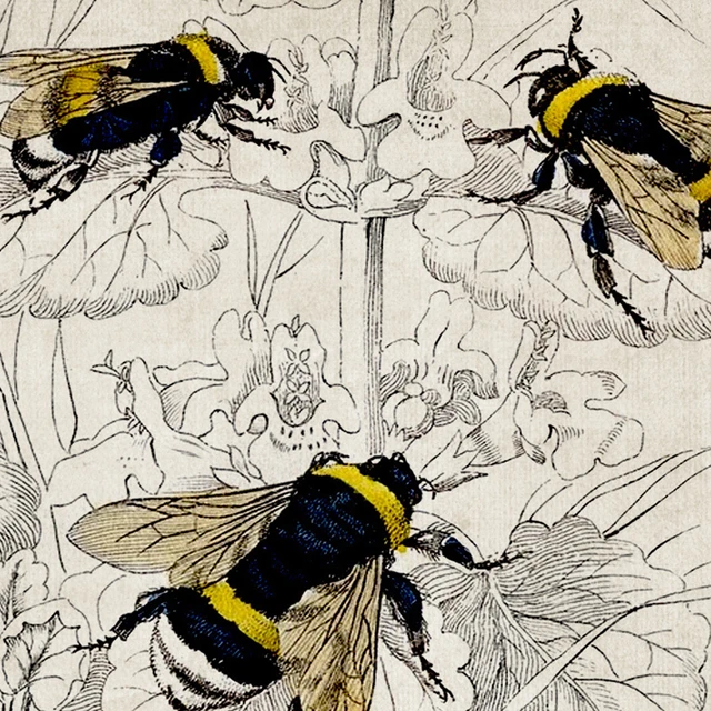 Vintage Bumble Bee Illustration