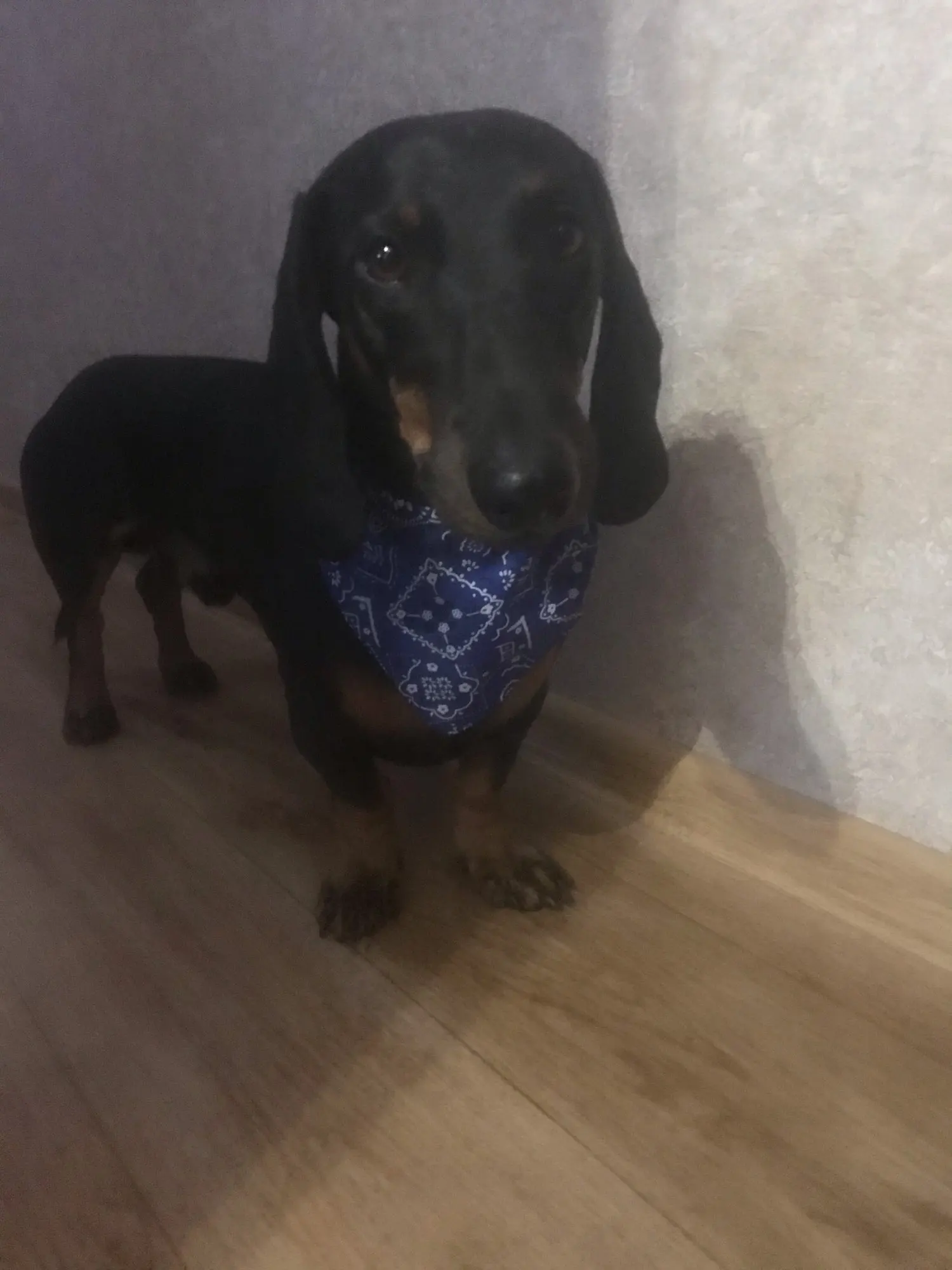 Dog Scarf Adjustable | Cute Dog Bandanas | Dog Neckerchief – DogMega.Com