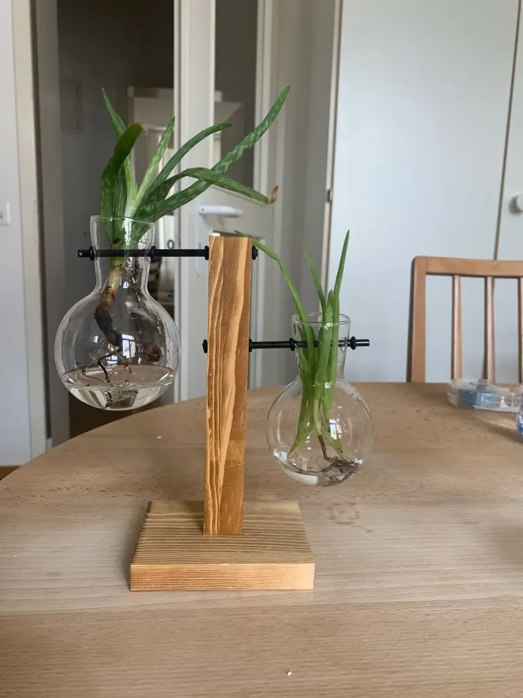 Hydroponic Vase Plant Terrarium - Life Changing Products