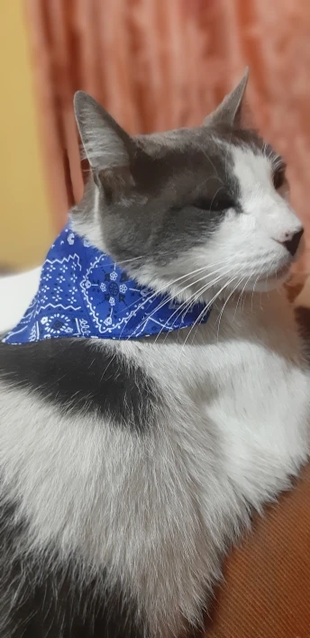 Dog Scarf Adjustable | Cute Dog Bandanas | Dog Neckerchief – DogMega.Com