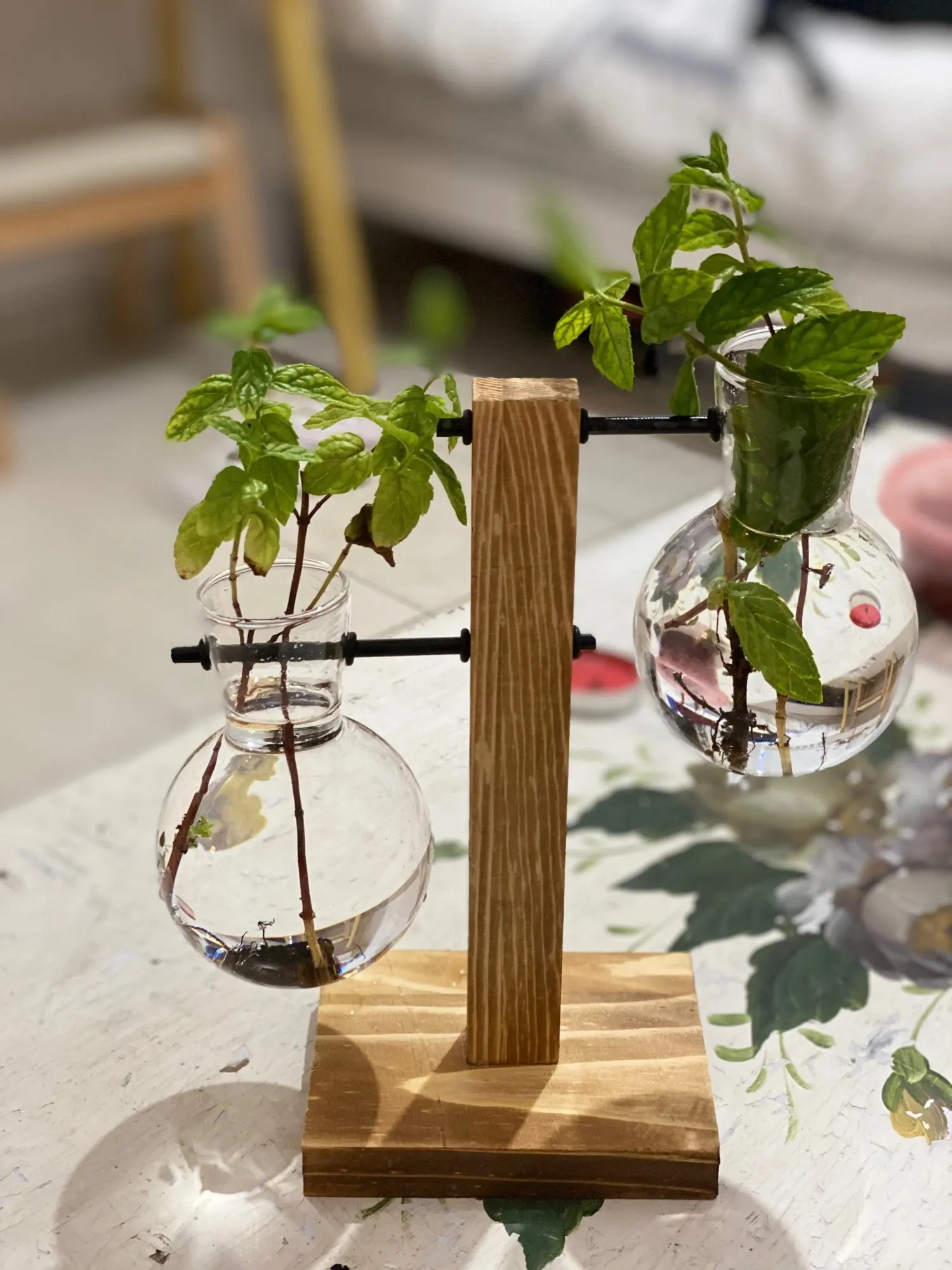 Hydroponic Vase Plant Terrarium - Life Changing Products