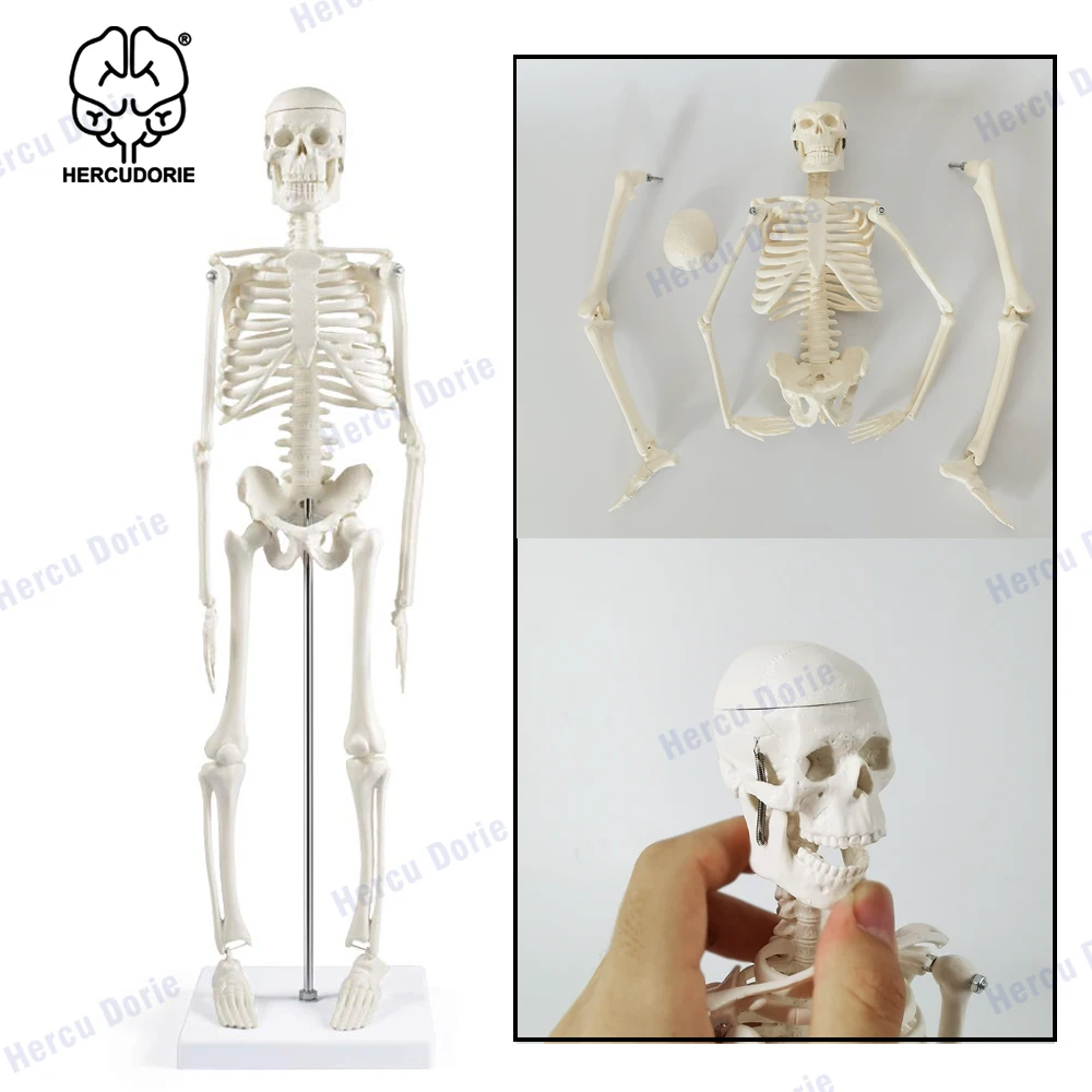 Anatomy-45cm-Human-Skeleton-Movable-scientific.jpg